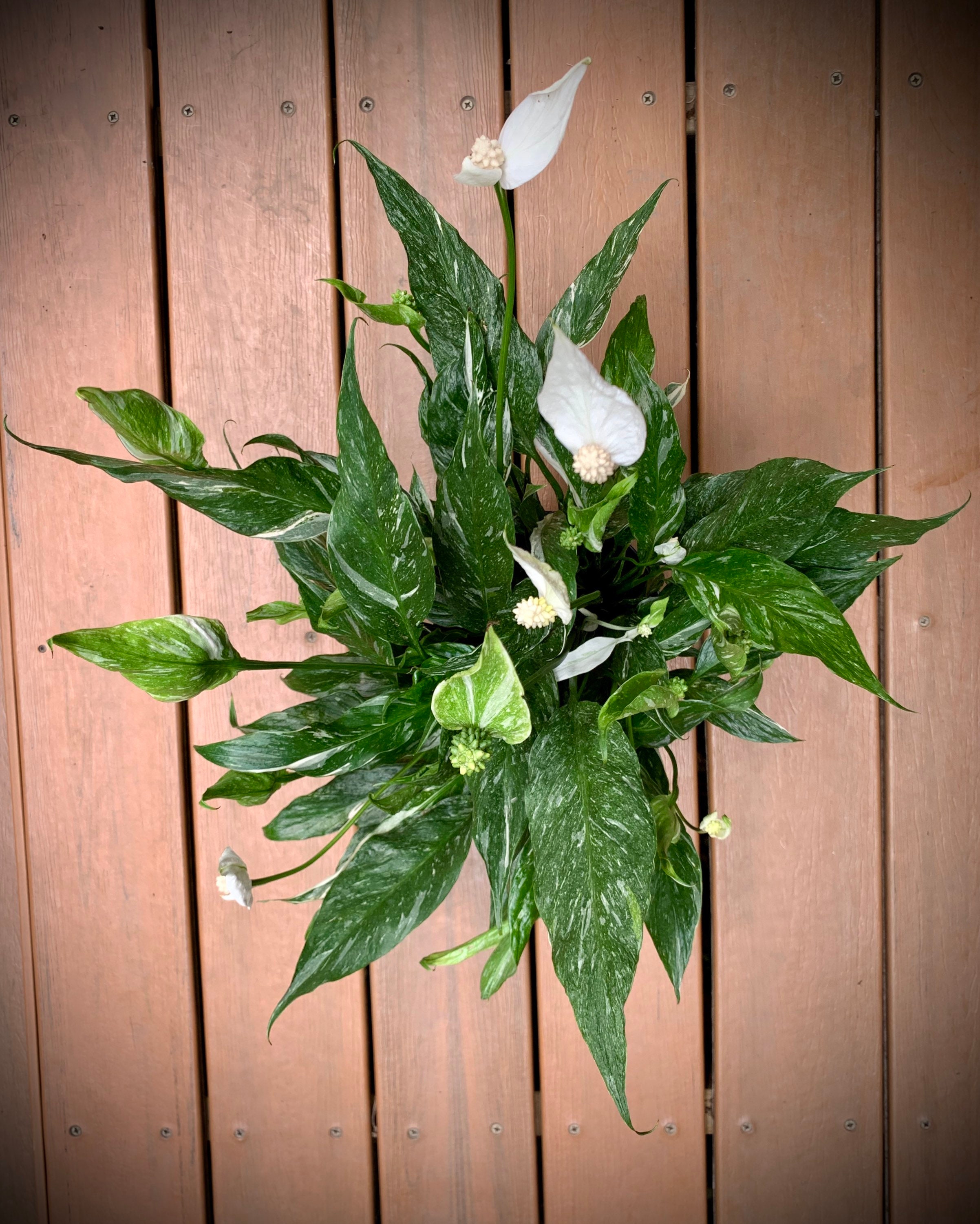 RARE Variegated Peace Lily Spathiphyllum Air Purifying | Etsy