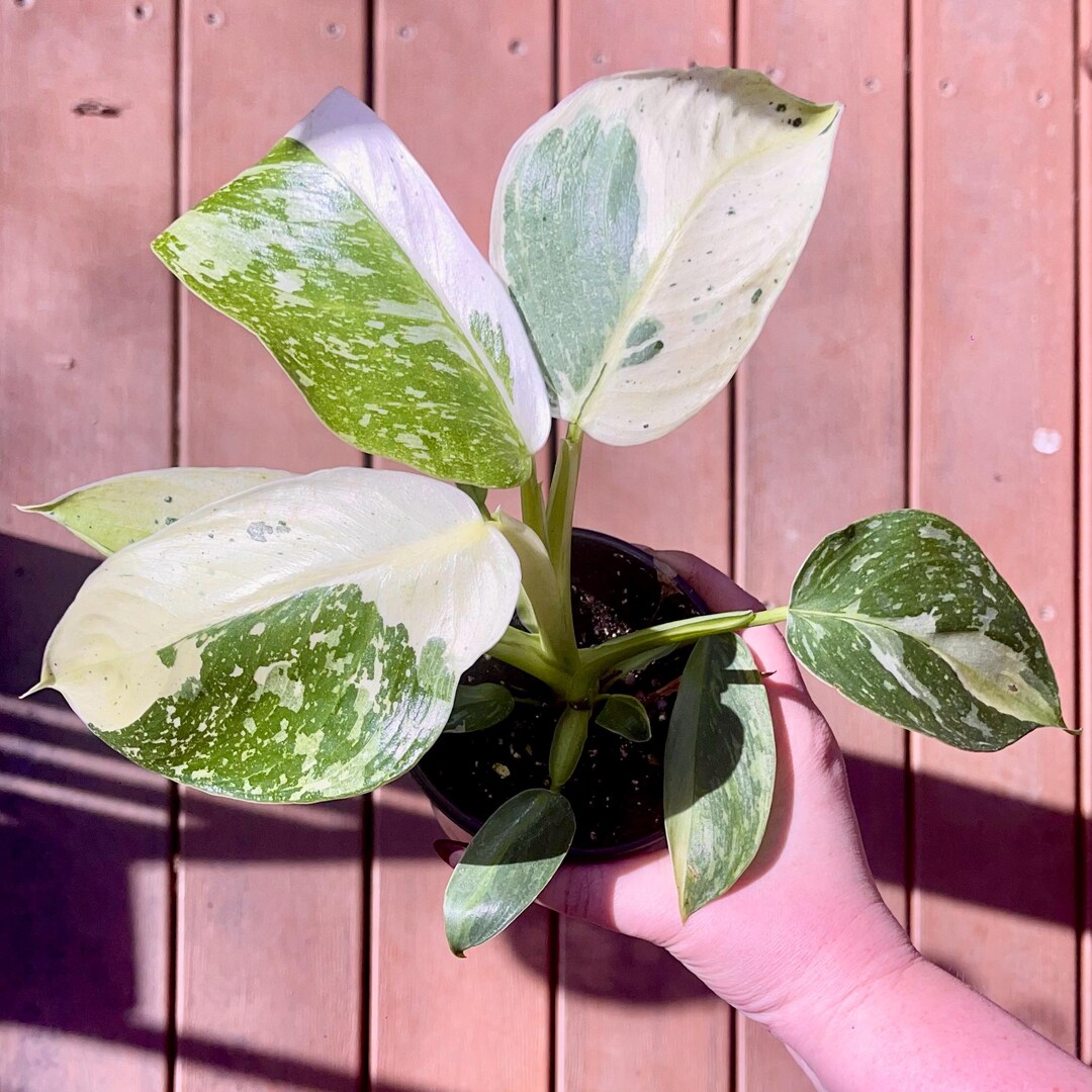 Rare White Wizard Philodendron - White Variegated Climbing Houseplant ...
