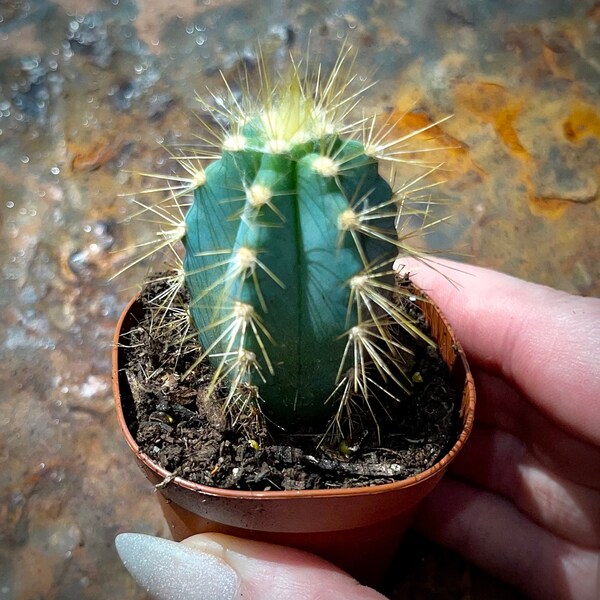 Purple Cactus - Etsy