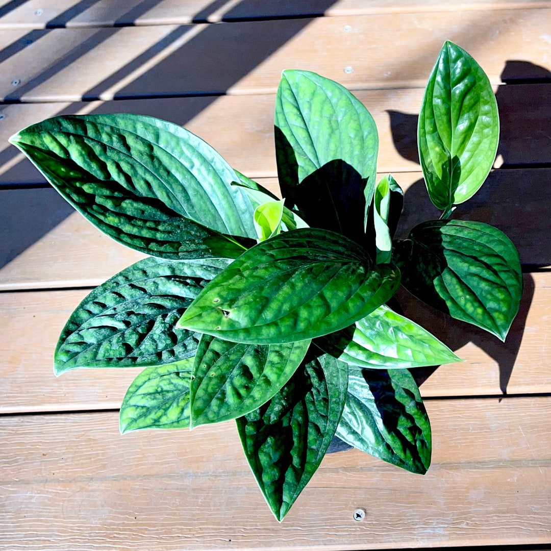 Rare Monstera Peru - Green Galaxy Philodendron - Monstera Karstenianum ...