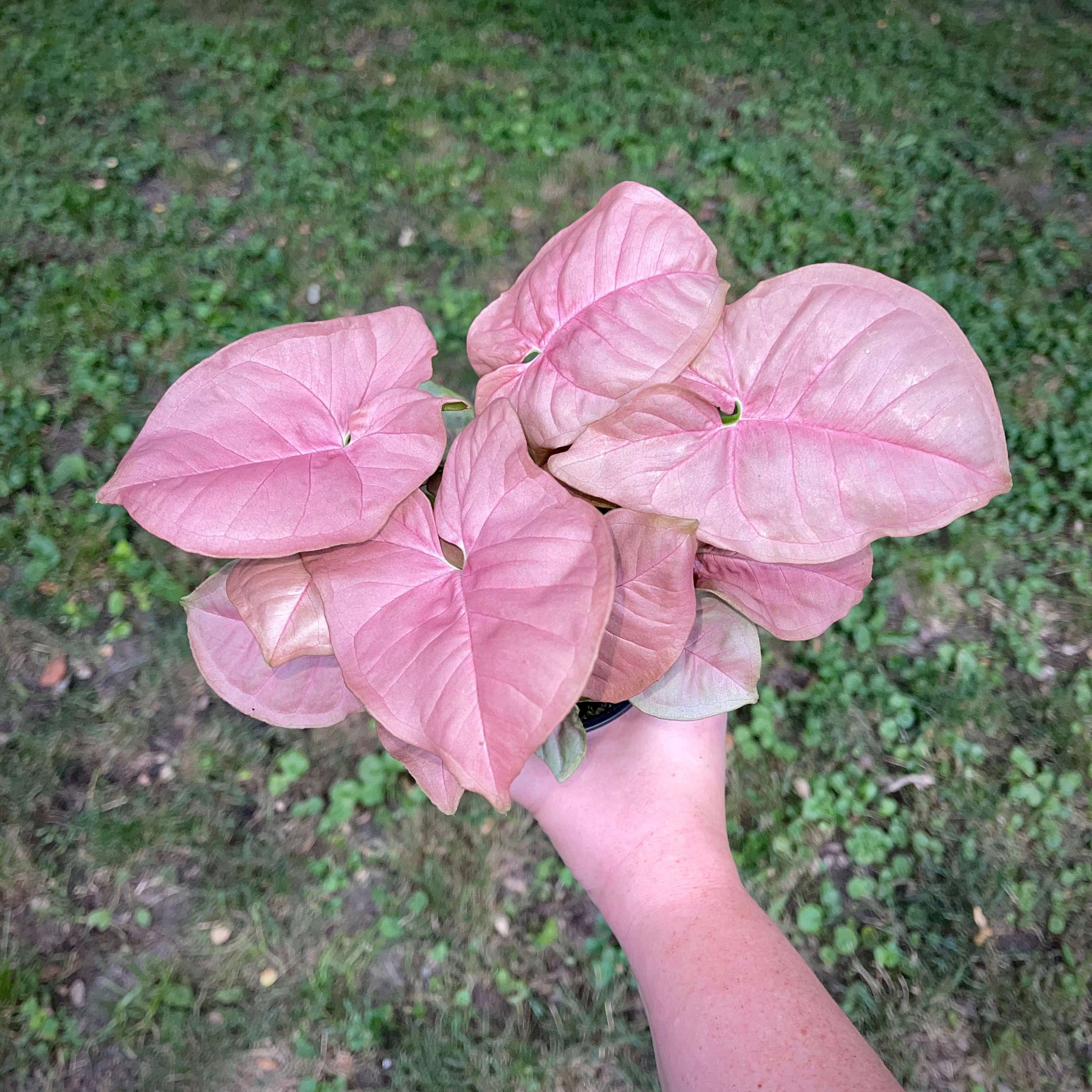 RARE Pink Speckle Pink Confetti & Pink Allusion Pink Neon | Etsy