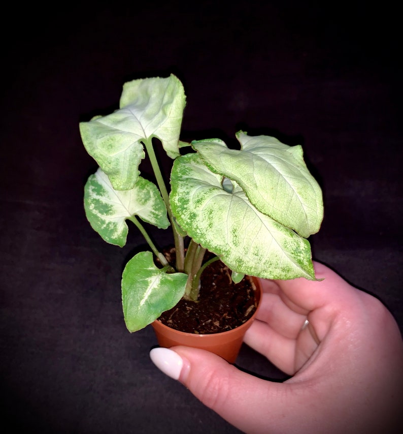 Nephthytis Varigated Arrowhead Plant Several Varieties | Etsy