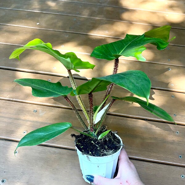 Philodendron Squamiferum - Etsy