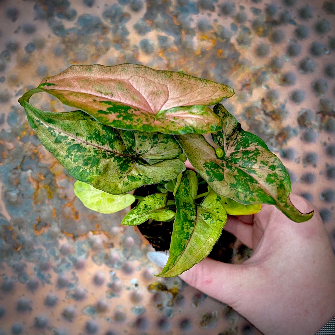 RARE Pink Speckle, Pink Confetti & Pink Allusion, Pink Neon Nephthytis ...