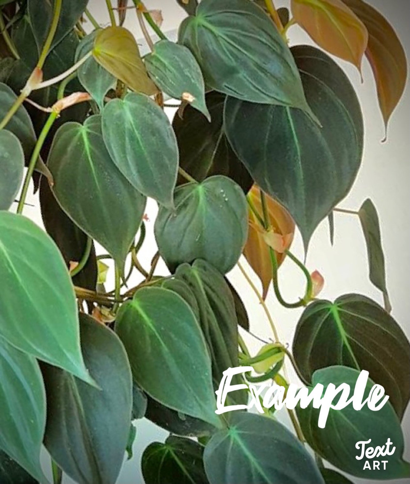 Philodendron Micans Rare Velvet Philodendron Trailing | Etsy