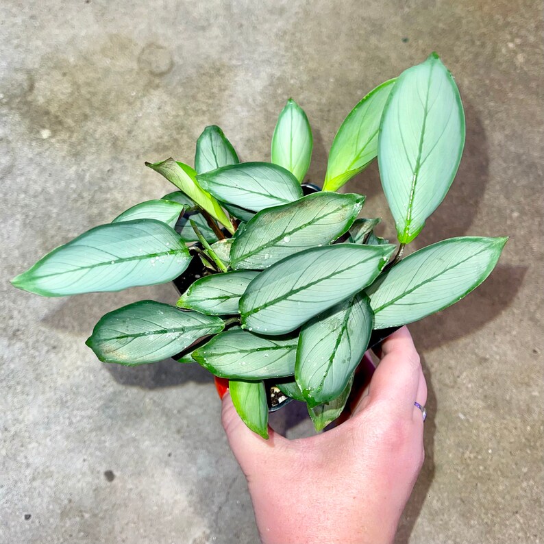 Calathea Setosa Rare Never Never Plant Ctenanthe Compact - Etsy