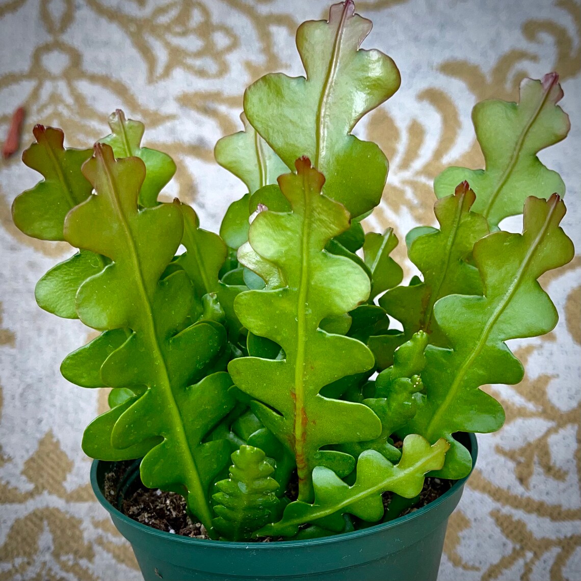 Ric Rac Cactus Rare & Unique Fishbone Cactus aka Zig Zag | Etsy