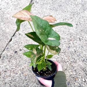 RARE Pink Speckle, Pink Confetti & Pink Allusion Nephthytis Syngonium ...