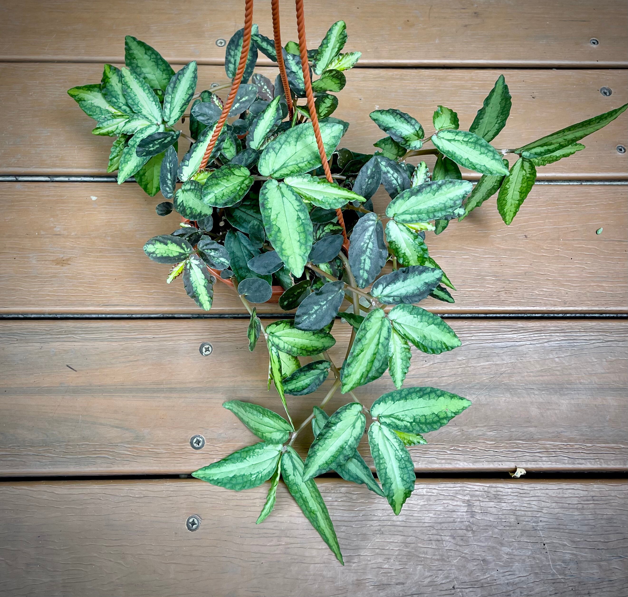 Pellionia Repens Rare Trailing Watermelon Begonia - Etsy