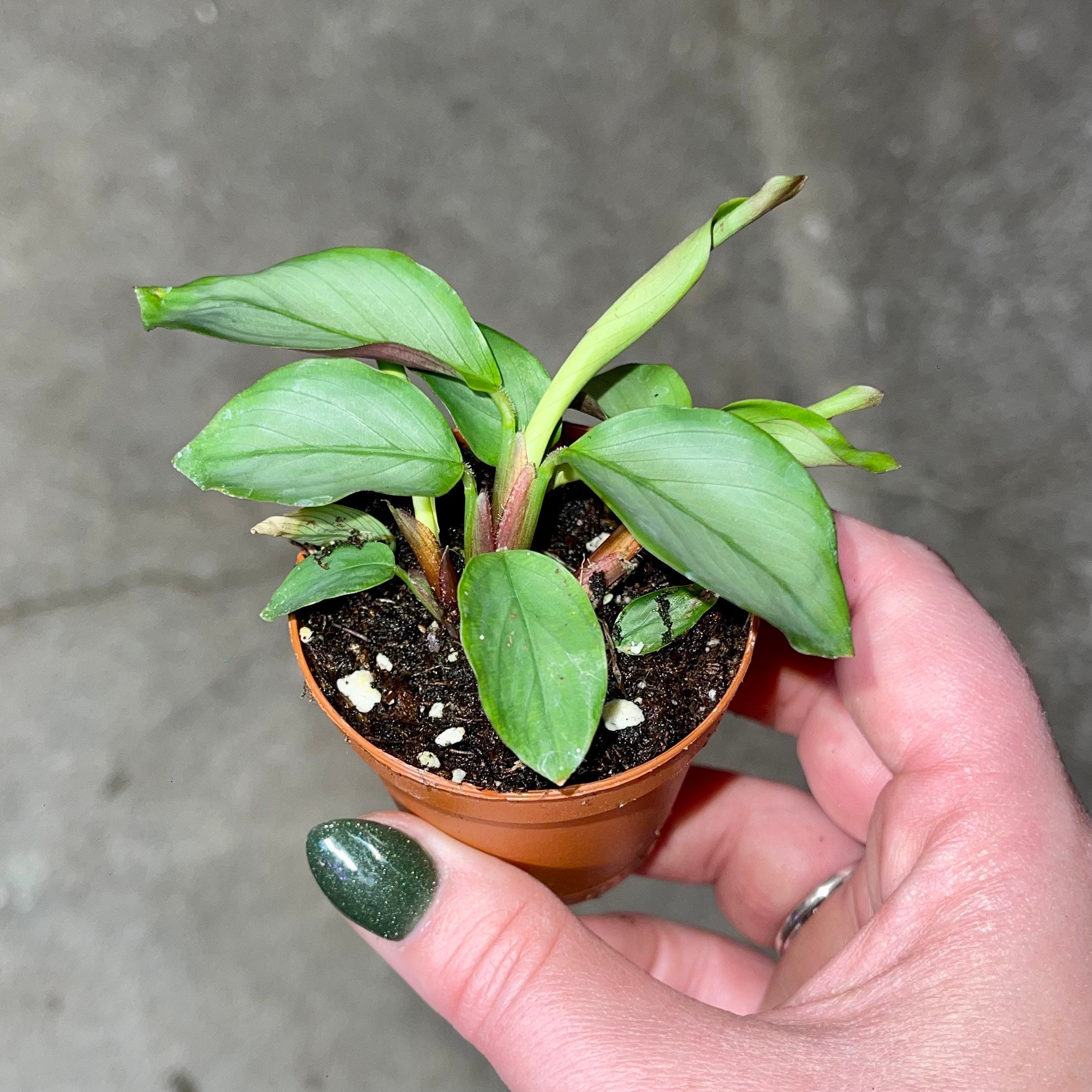 Calathea Setosa Rare Never Never Plant Ctenanthe Compact - Etsy