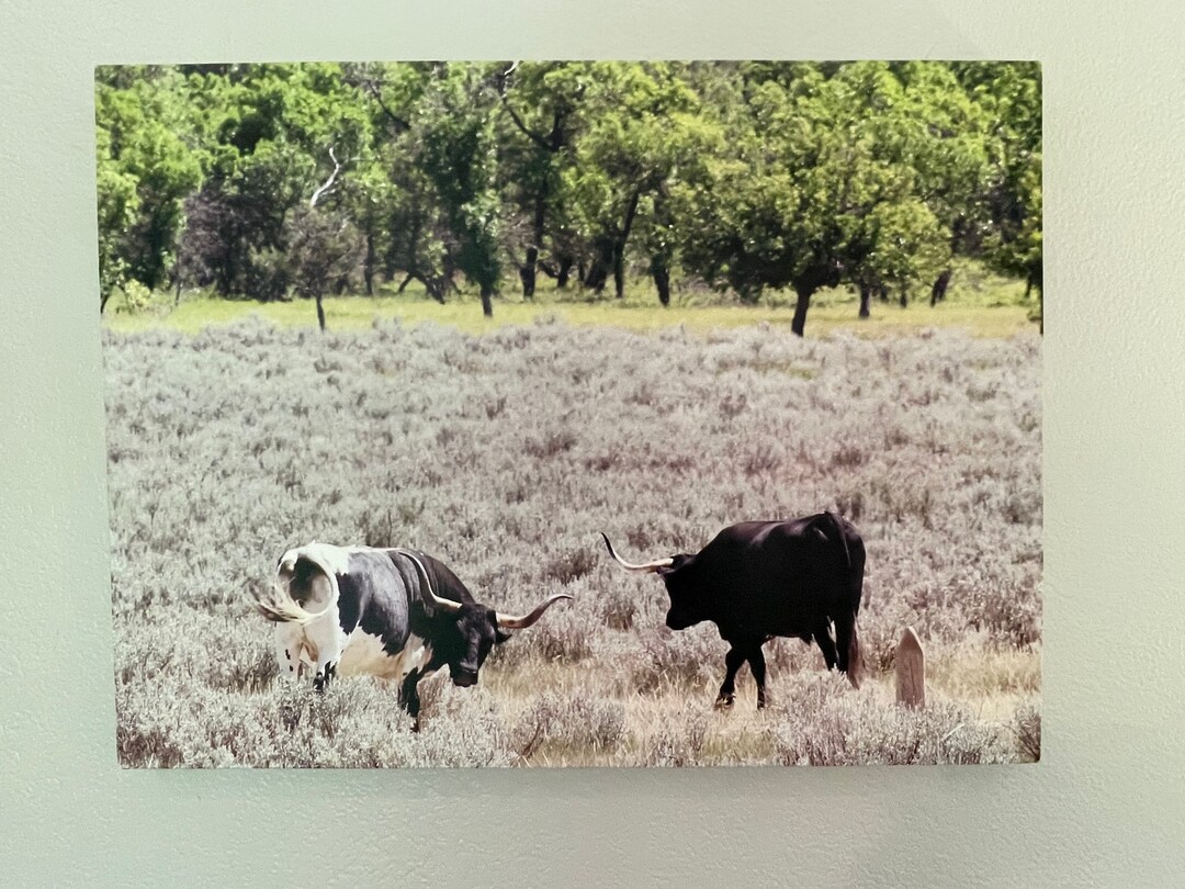 Longhorn Cattle Print Cow Print Cow Photography Wild Texas - Etsy