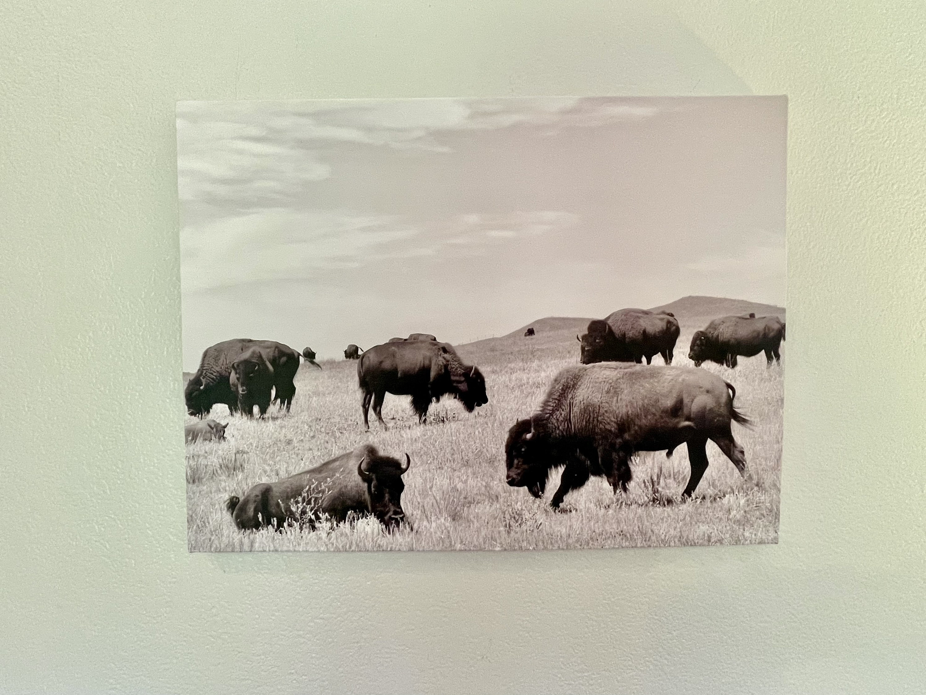 Black and White Bison Print Western Decor Buffalo Print - Etsy