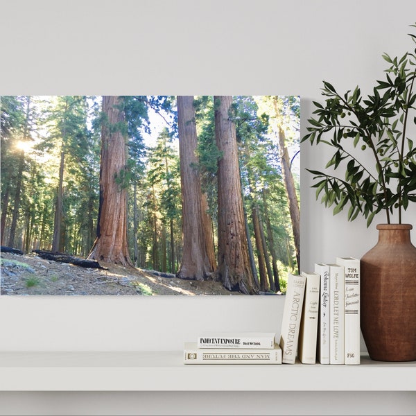 Sequoia Tree - Etsy