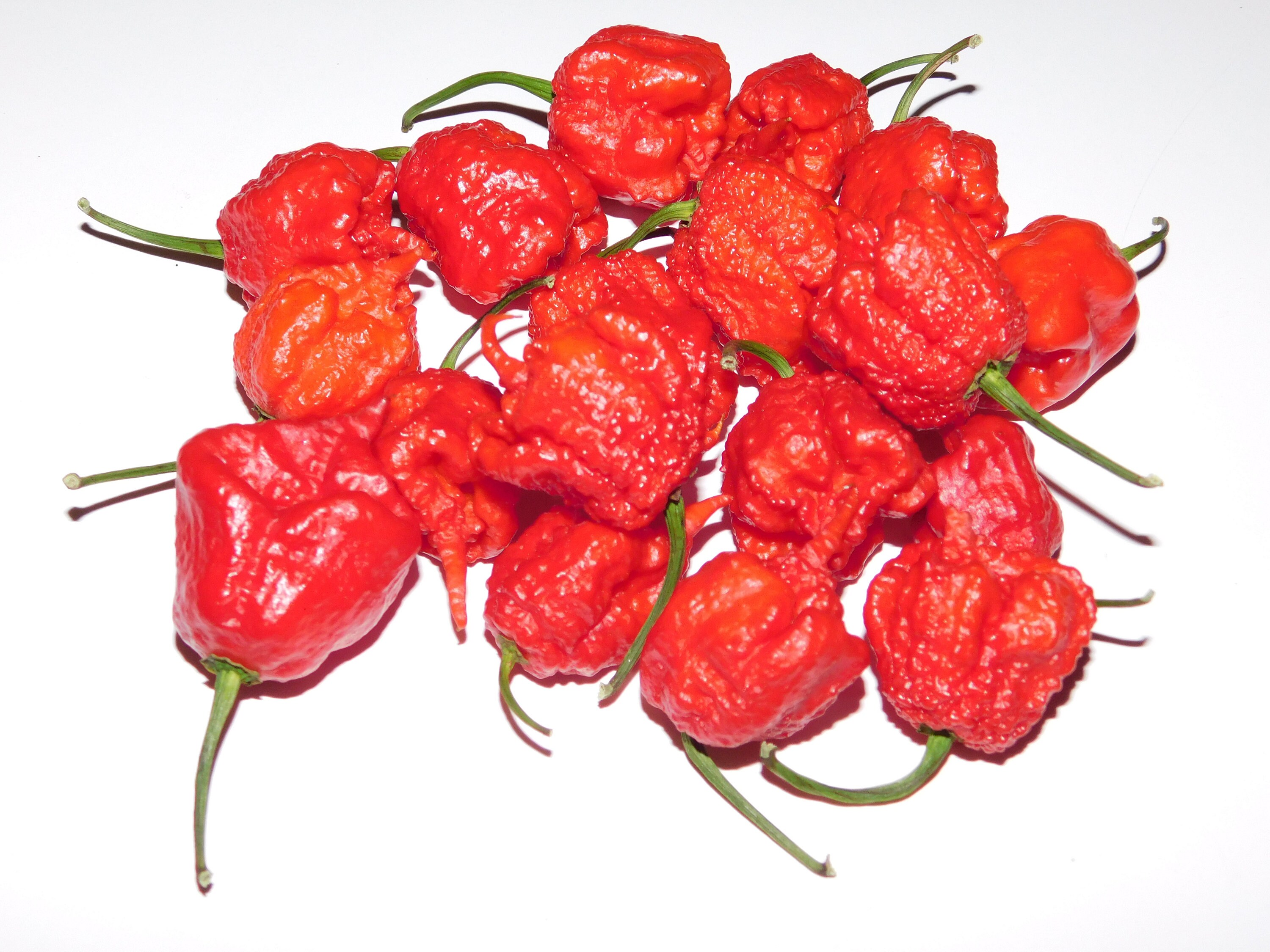 10 Carolina Reaper Seeds Freshly Harvested Worlds Hottest - Etsy