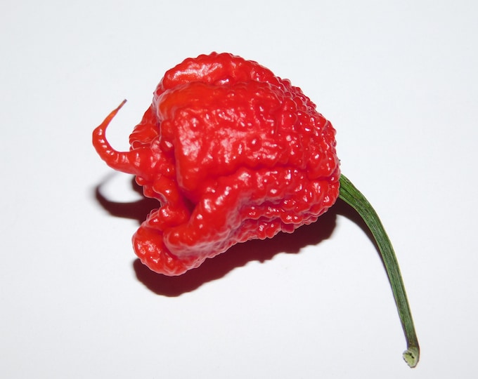 Orange Carolina Reaper HP22B Pepper Premium Seed Packet Record Hottest ...