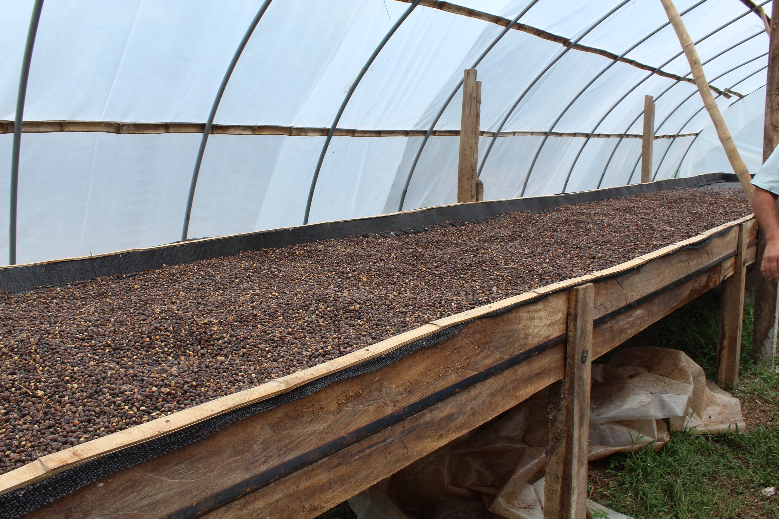 Arabica Coffee -cóndor Roast ( Darker Roast ) - Etsy