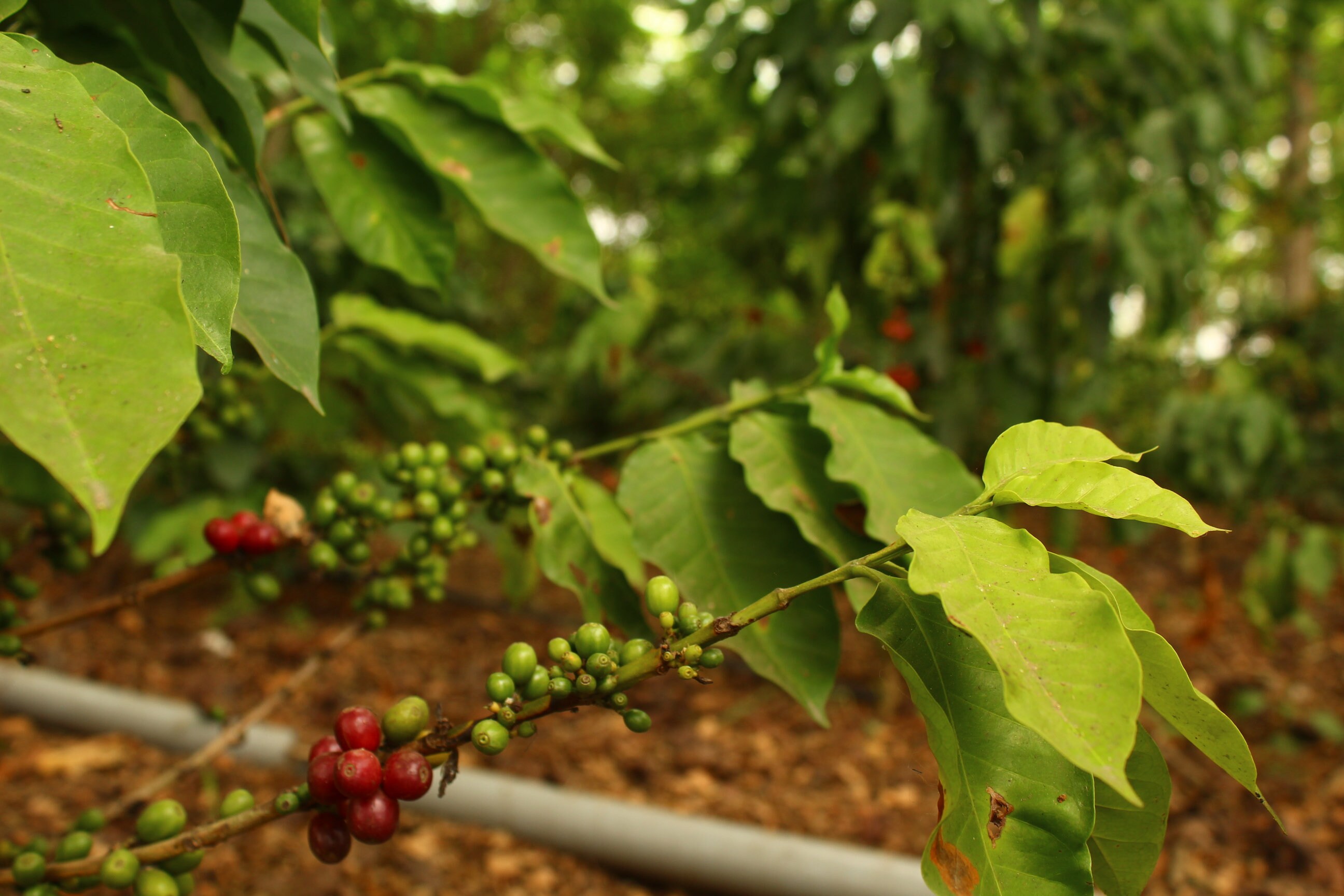 Arabica Coffee -cóndor Roast ( Darker Roast ) - Etsy