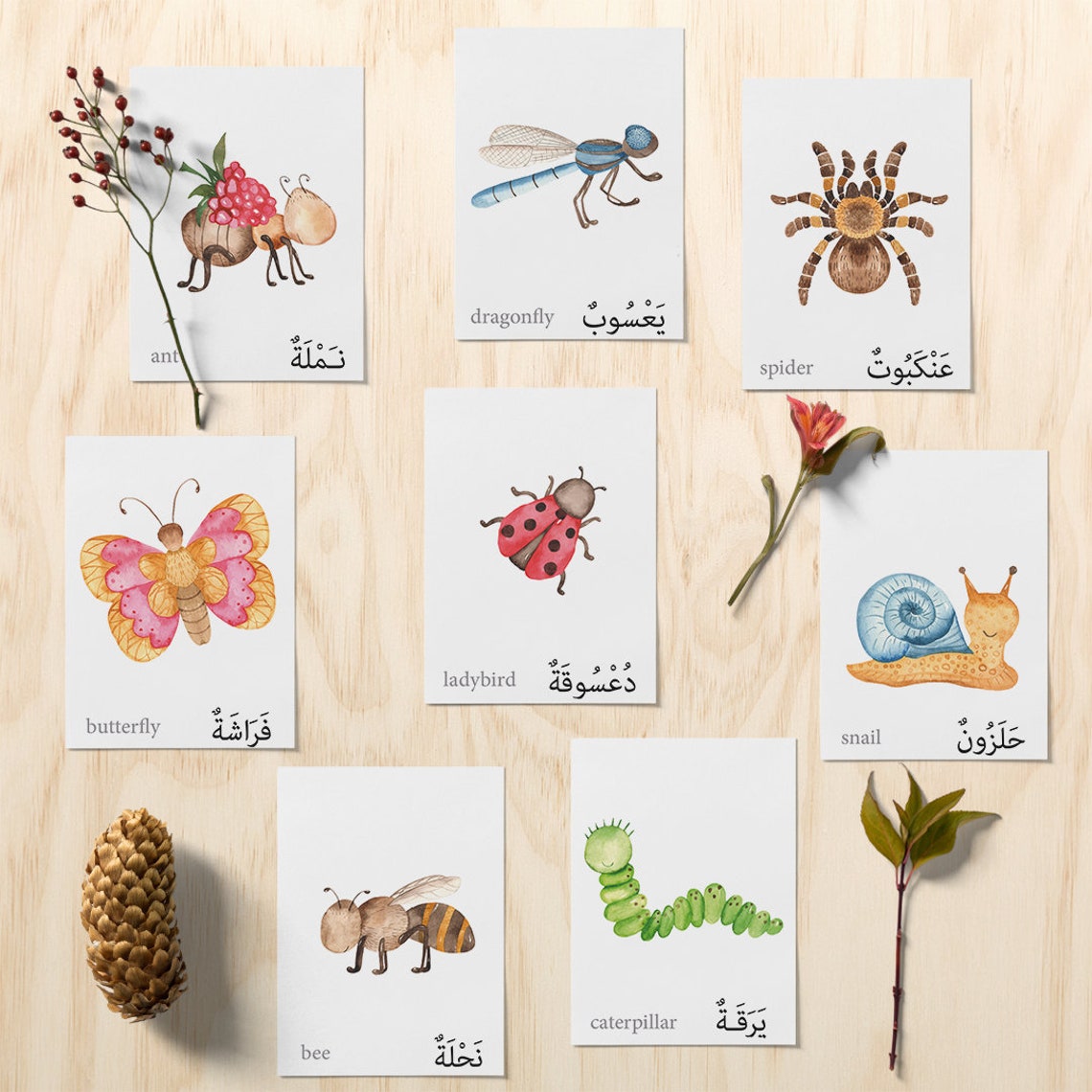 Flash Cards: the Invertebrate Arabic-english • Montessori • Memory ...