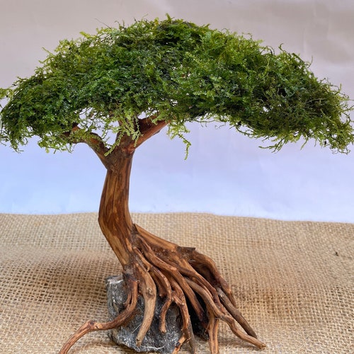Driftwood Bonsai Tree Live Moss Aquarium Java Moss Drift Wood - Etsy
