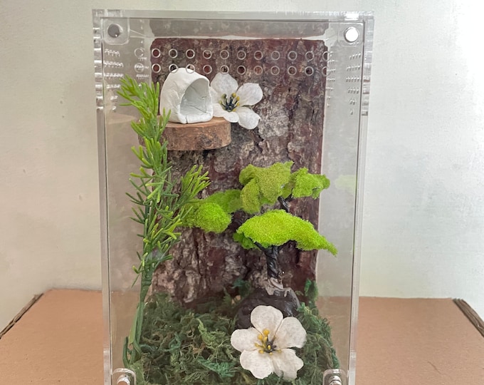 Jumping Spider Enclosure Bonsai Moss 4x4x7 Spider House Kit, Spider ...