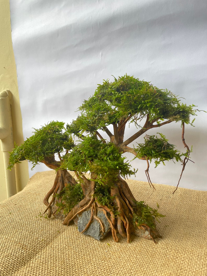 Driftwood Bonsai Tree Live Moss Aquarium Java Moss Drift Wood - Etsy