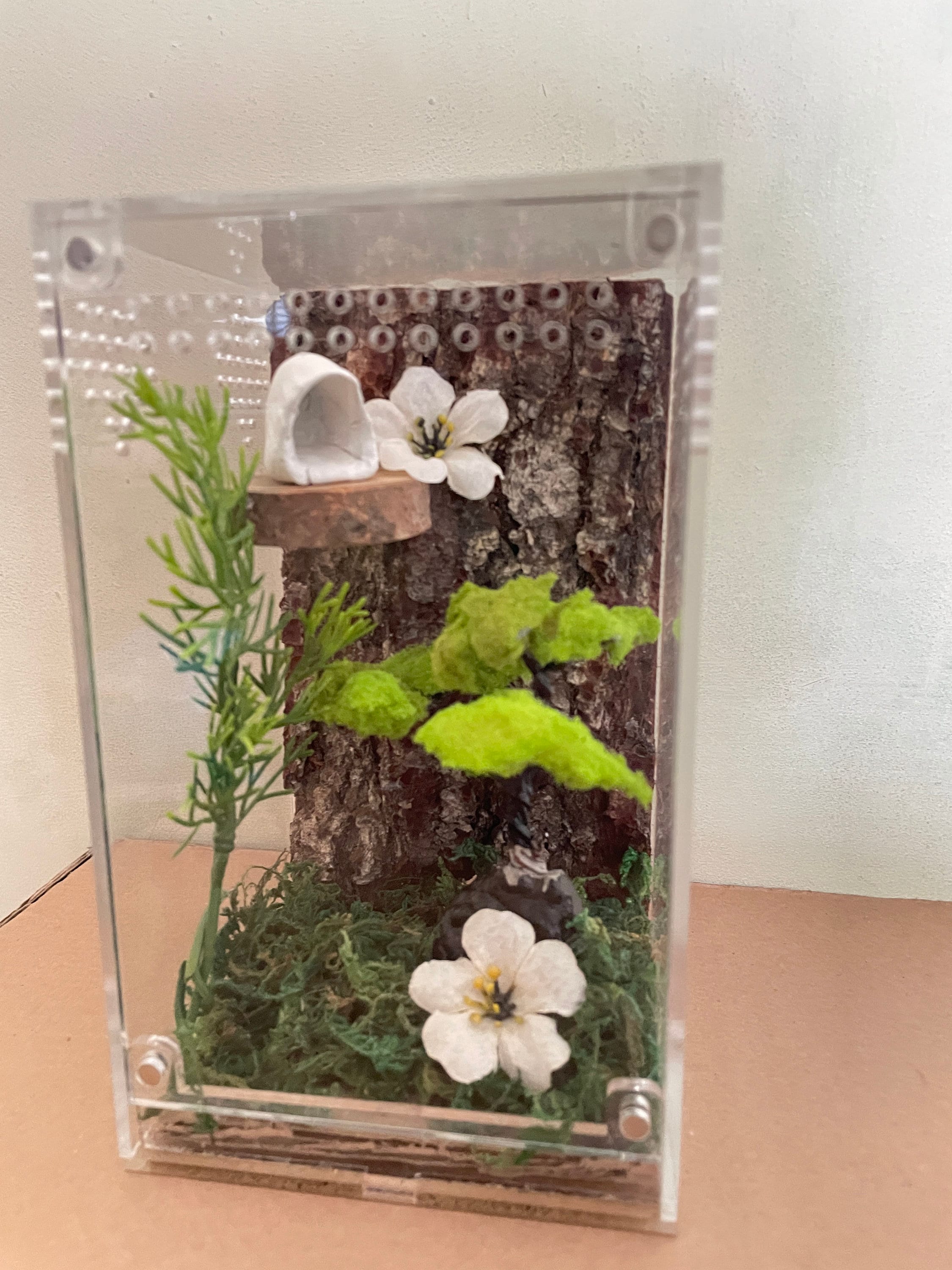 Jumping Spider Enclosure Bonsai Moss 4x4x7 Spider House Kit, Spider ...