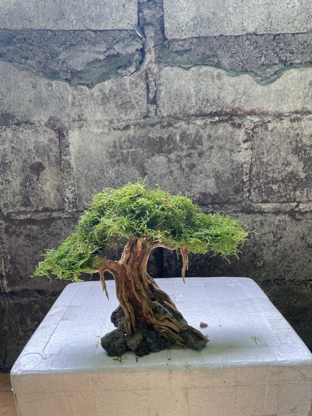 Aquarium Drift Wood Moss, Aquascape Spider Wood, Driftwood Root Bonsai ...