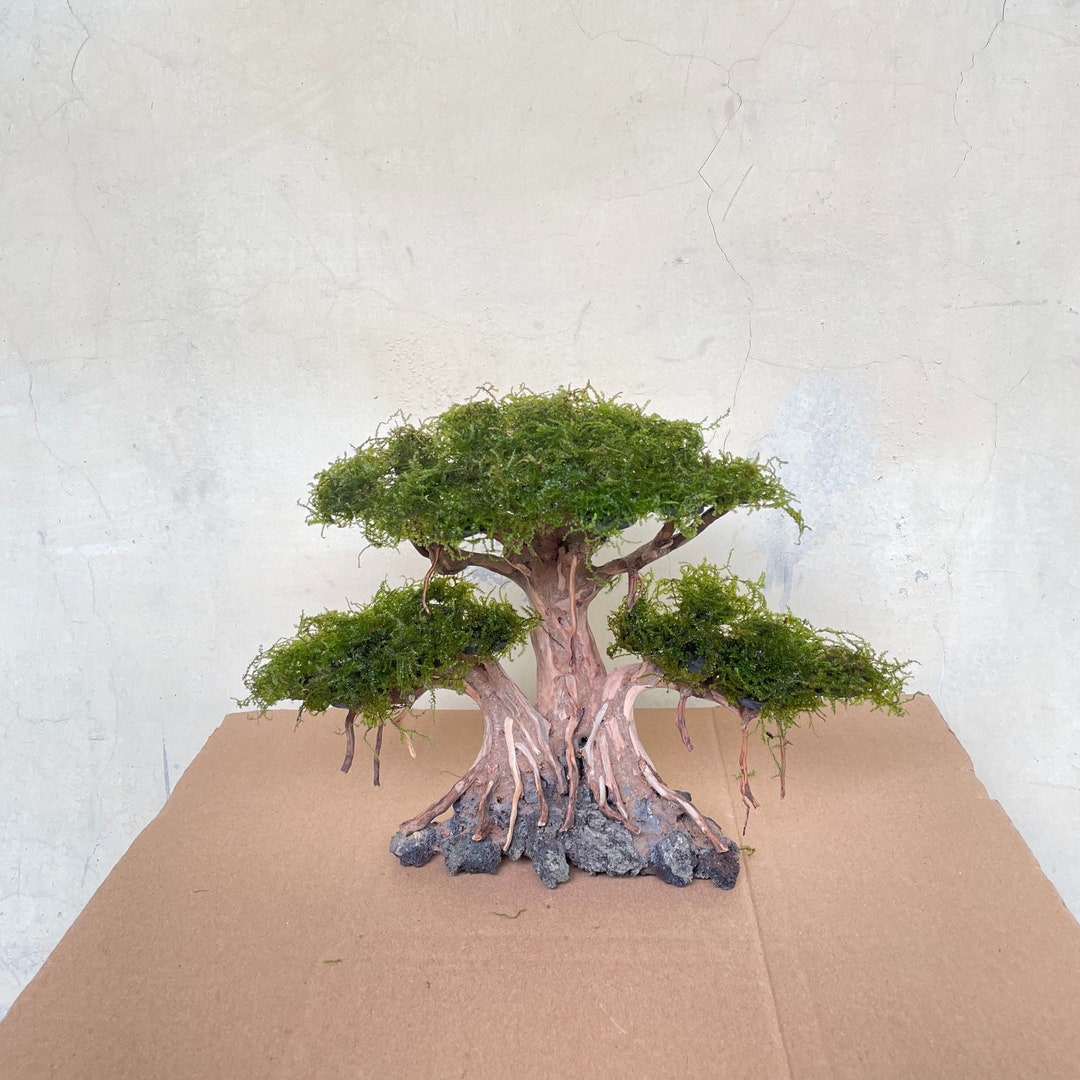 Bonsai Tree Aquarium Driftwood, Java Moss Drift Wood Bonsai, Terrarium Aquarium Aquascape ...