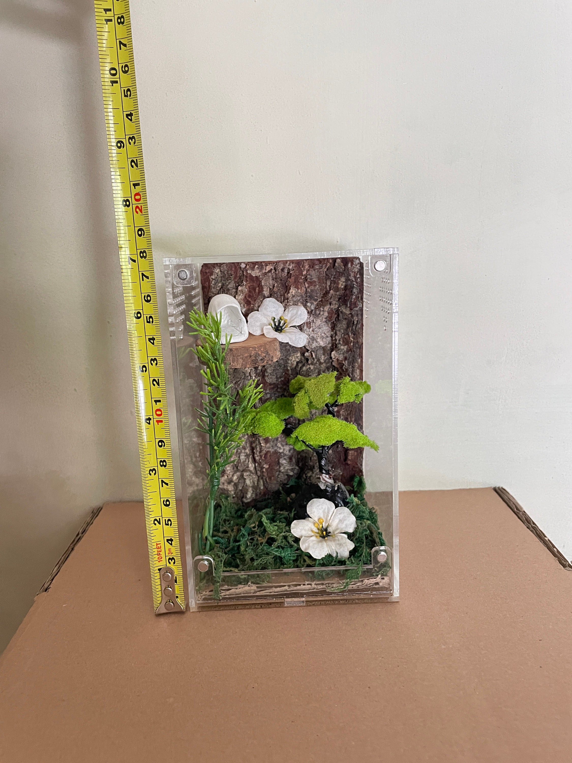 Jumping Spider Enclosure Bonsai Moss 4x4x7 Spider House Kit, Spider ...