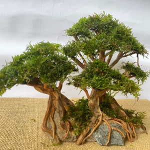 Driftwood Bonsai Tree Live Moss, Aquarium Java Moss Drift Wood Bonsai ...