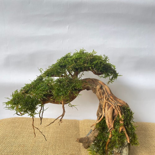 Driftwood Bonsai Tree Aquarium Java Moss Drift Wood Bonsai - Etsy