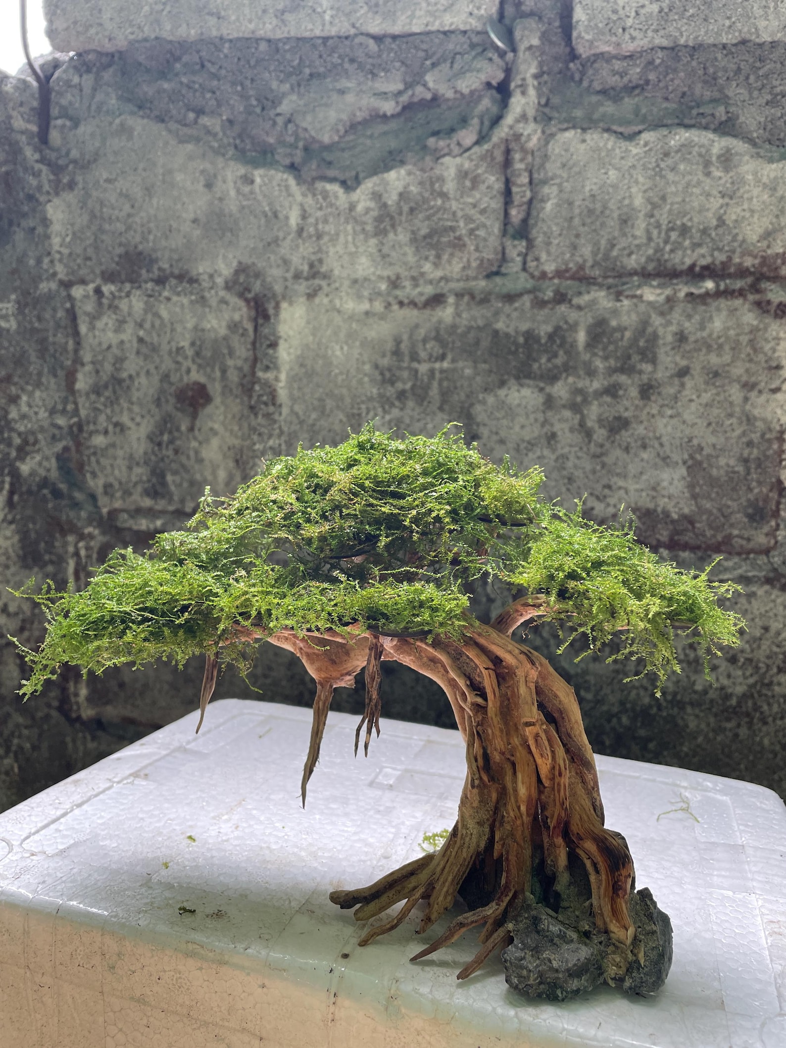 Aquarium Driftwood Moss, Aquascape Spider Wood, Drift Wood Root Bonsai ...