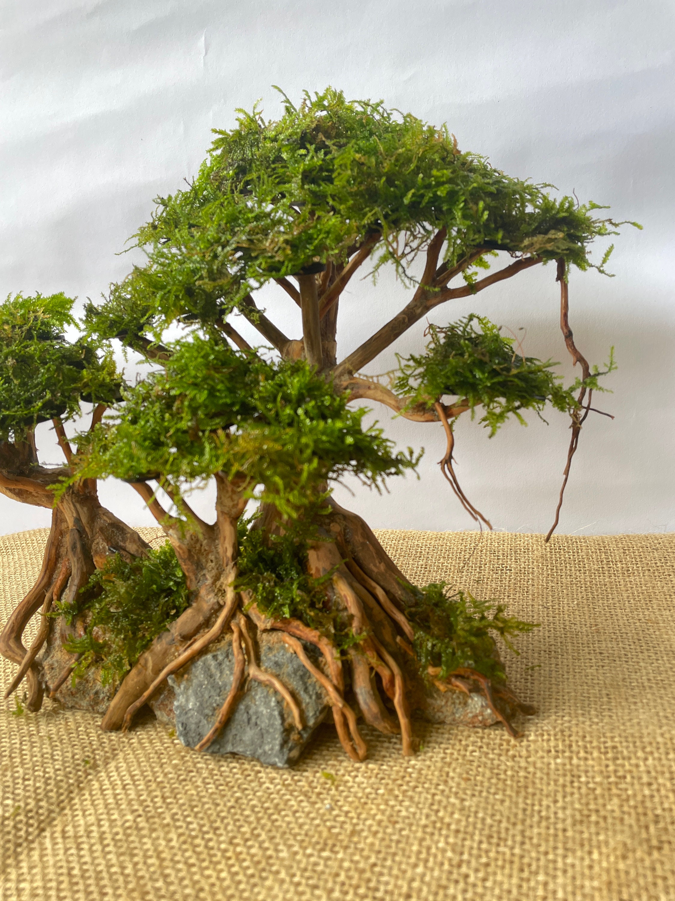 Driftwood Bonsai Tree Live Moss Aquarium Java Moss Drift Wood - Etsy