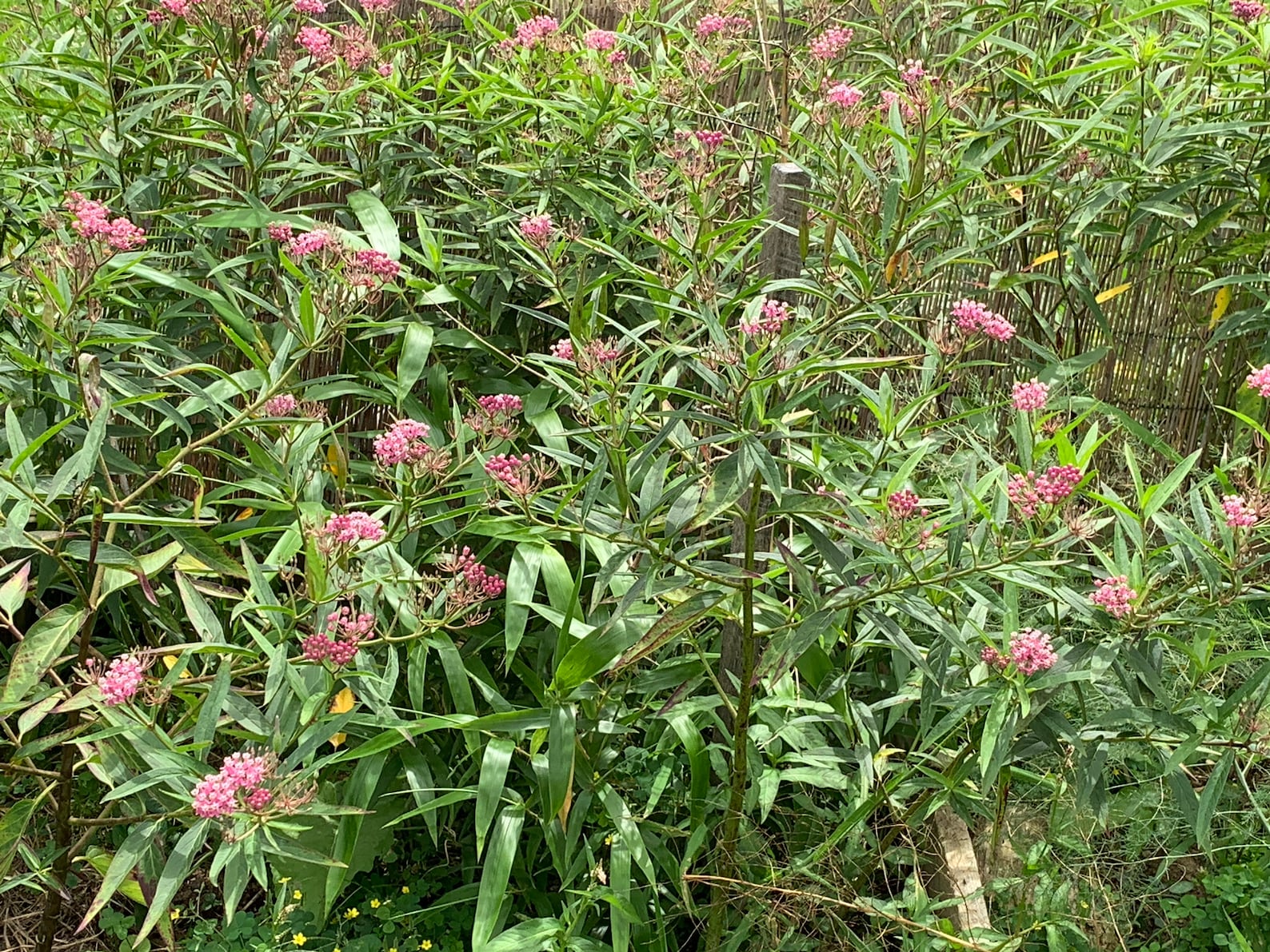 Rose Milkweed, Swamp Milkweed, Cinderella Milkweed, Red Milkweed ...