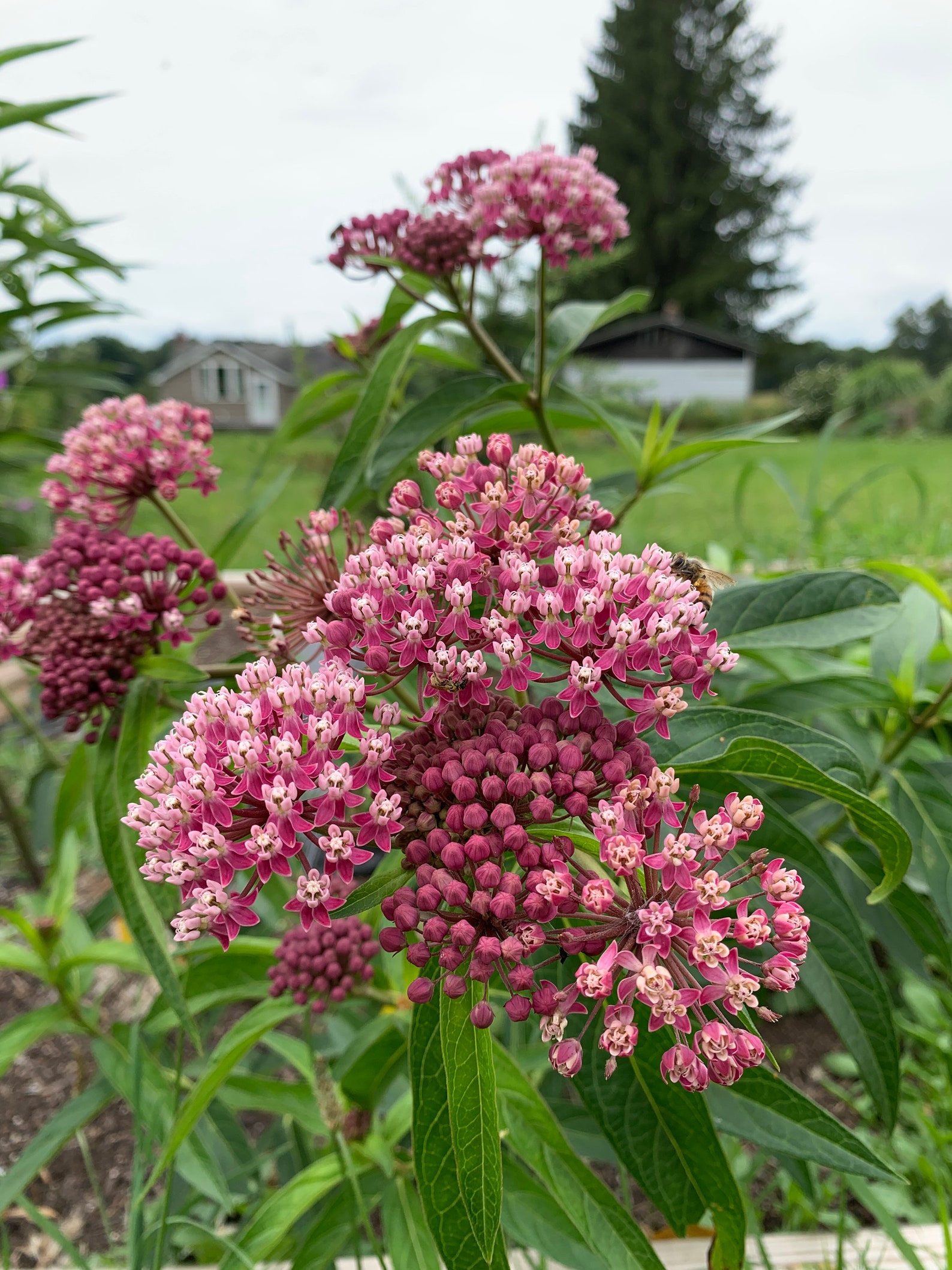 Rose Milkweed, Swamp Milkweed, Cinderella Milkweed, Red Milkweed ...