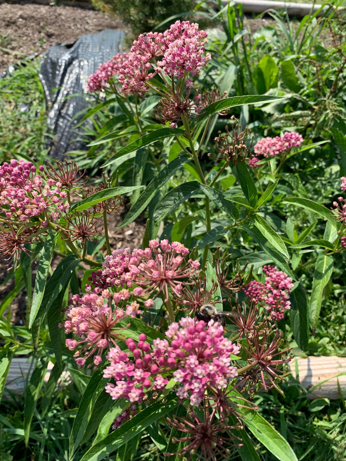 Rose Milkweed, Swamp Milkweed, Cinderella Milkweed, Red Milkweed ...