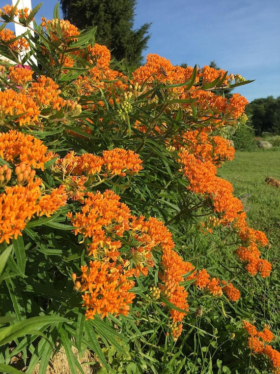 Orange Butterfly Weed Orange Milkweed Milkweed Seeds - Etsy