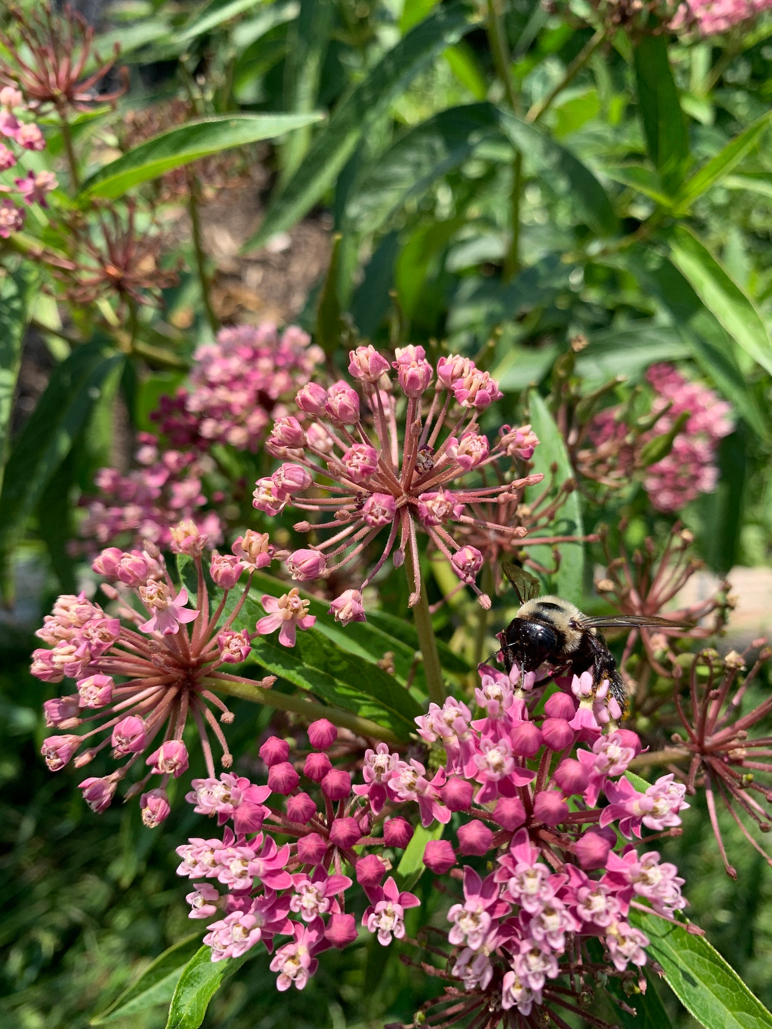 Rose Milkweed, Swamp Milkweed, Cinderella Milkweed, Red Milkweed ...