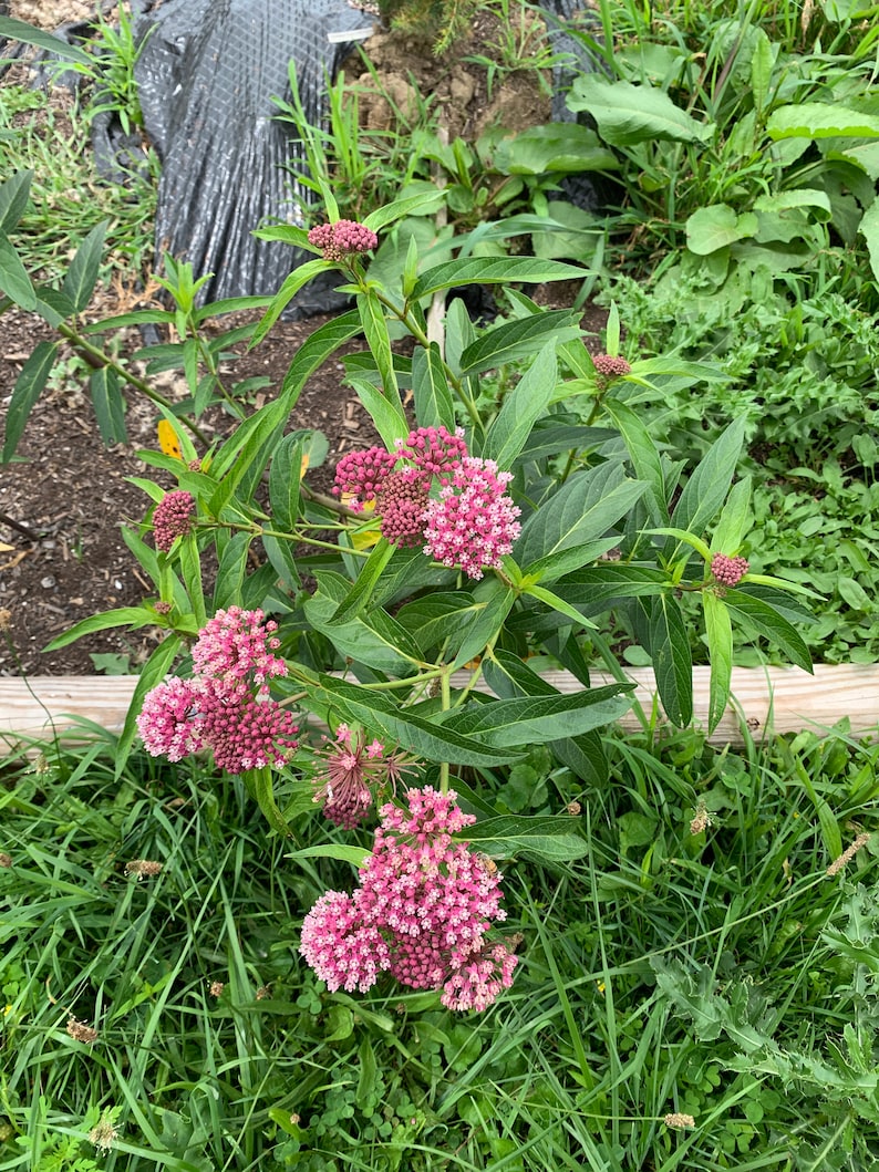 Rose Milkweed, Swamp Milkweed, Cinderella Milkweed, Red Milkweed ...