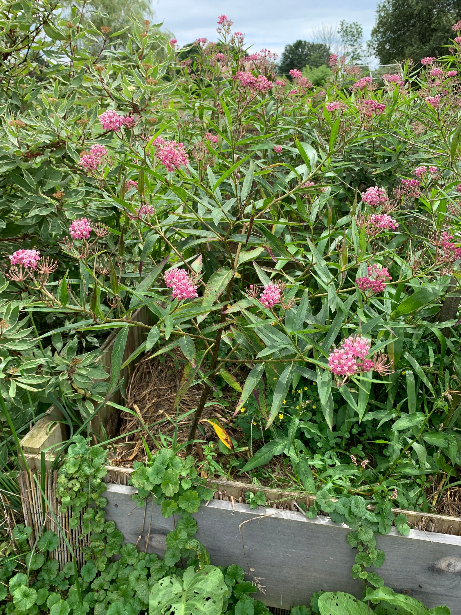 Rose Milkweed, Swamp Milkweed, Cinderella Milkweed, Red Milkweed ...