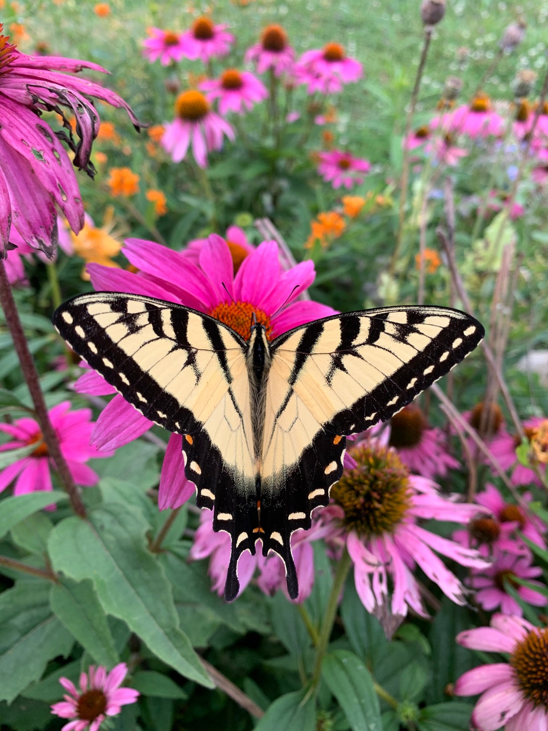 Purple Coneflower, Echinacea Purpurea, Native, Medicinal, Endangered ...