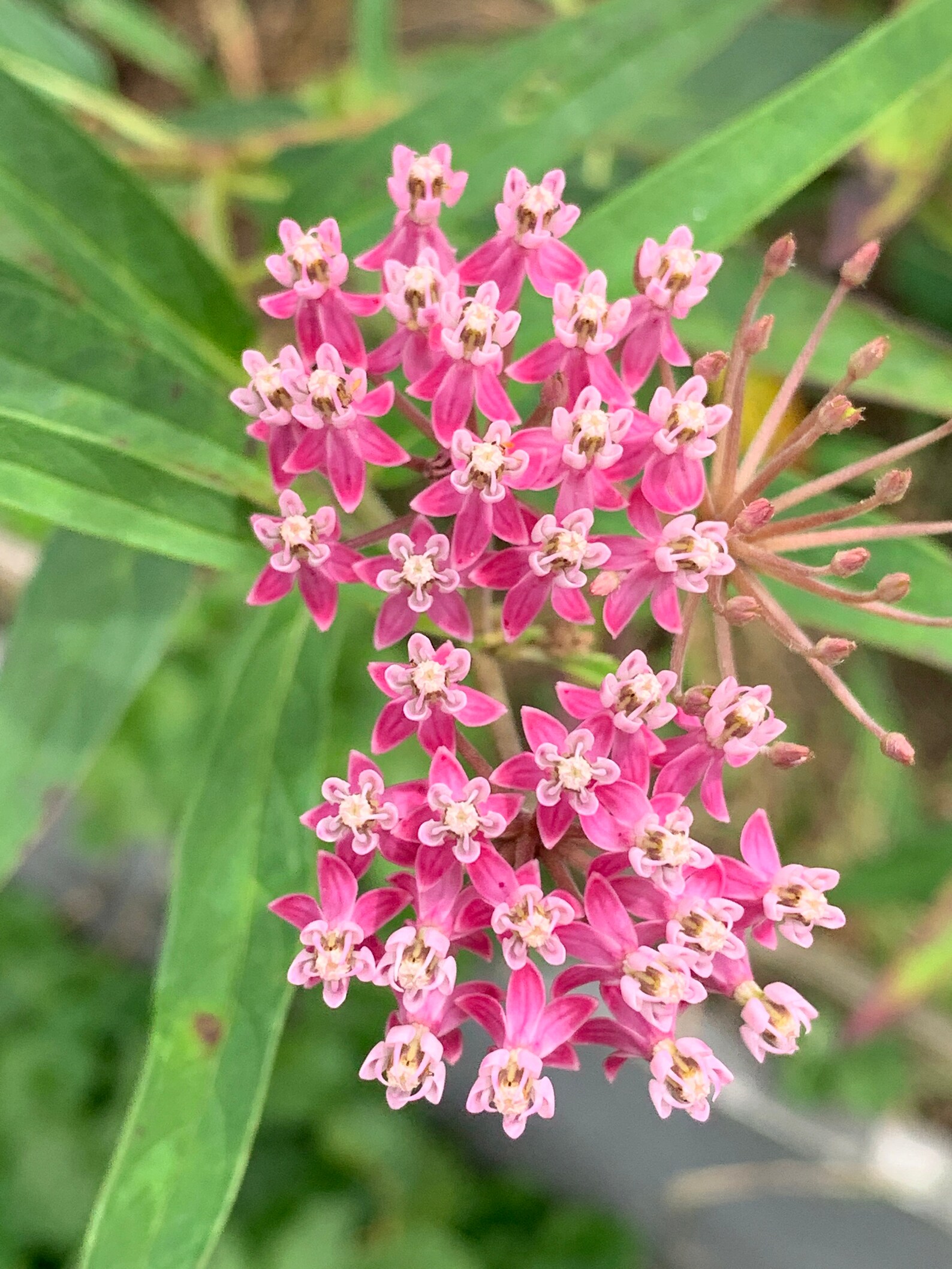Rose Milkweed, Swamp Milkweed, Cinderella Milkweed, Red Milkweed ...