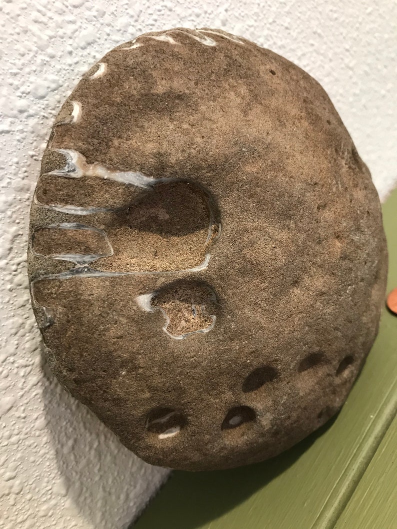 Large Cockle Shell Fossil Rock Oregon Pacific Coast Beach | Etsy