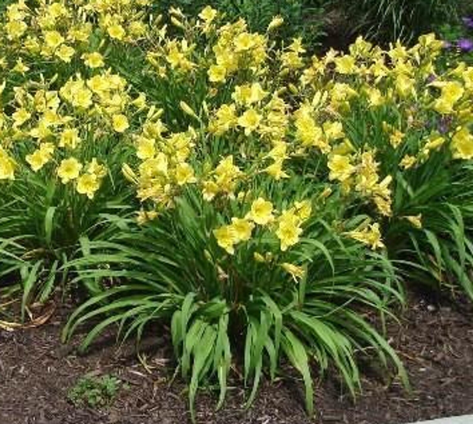 3 Happy Returns Daylily Live Perennial Plant | Etsy