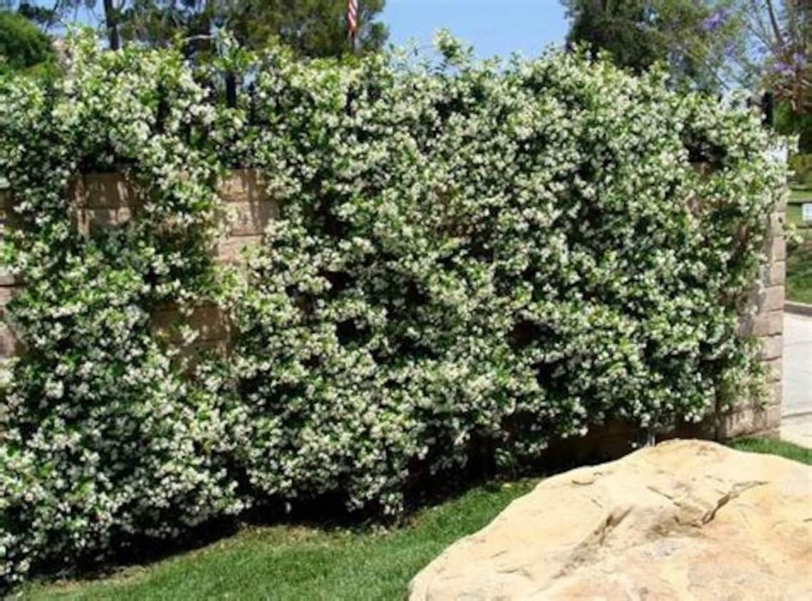 Star Jasmine Vining Plant Pre Order for Fall 2021 | Etsy