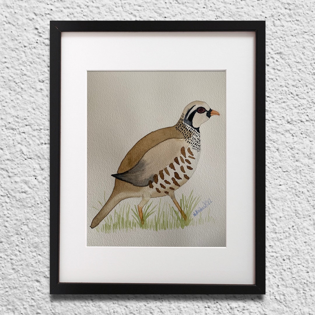 Partridge Watercolour Painting - Etsy