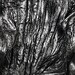 Silvery Black Fabric, Texture Fabric, Pleated Fabric, Water Wrinkle ...