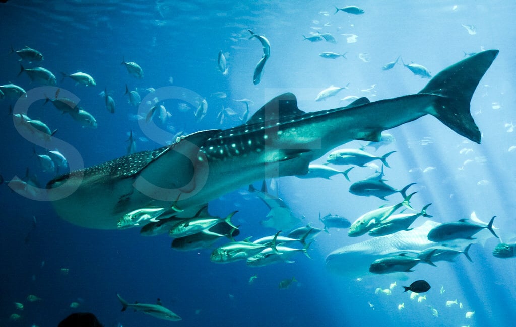 Beautiful Underwater Scene Whale Shark Swimming Marine Life Photography ...