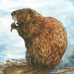 Original Watercolor Beaver Painting: Canadian Wildlife Art - Etsy Canada