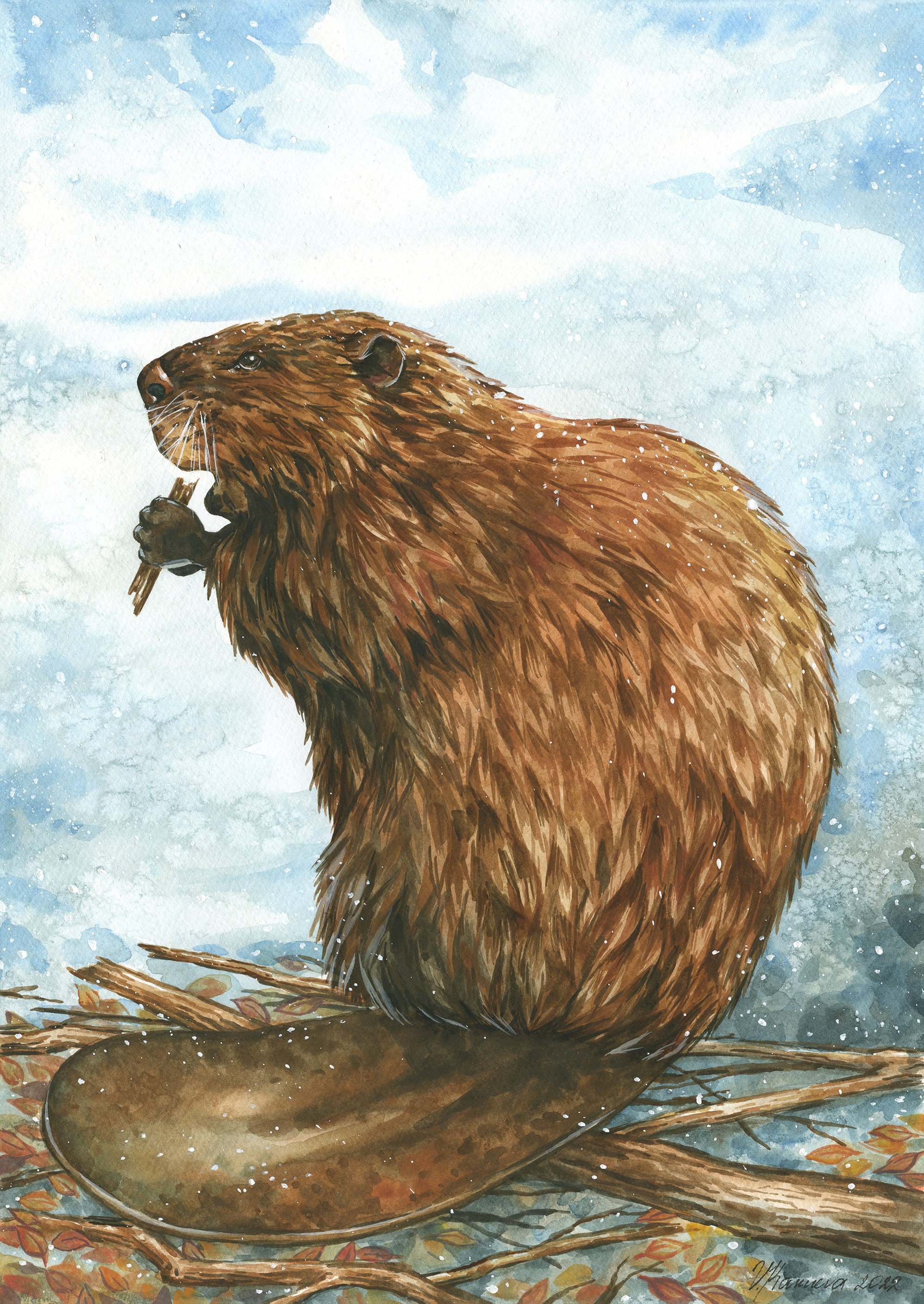 Original Watercolor Beaver Painting: Canadian Wildlife Art - Etsy Canada